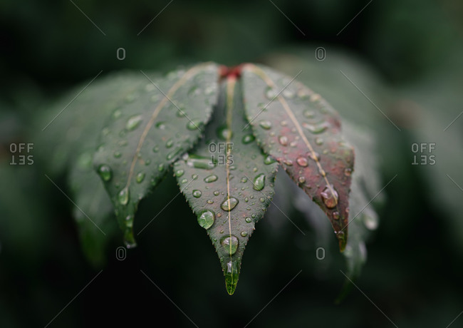 Raindrops Falling From Leaves