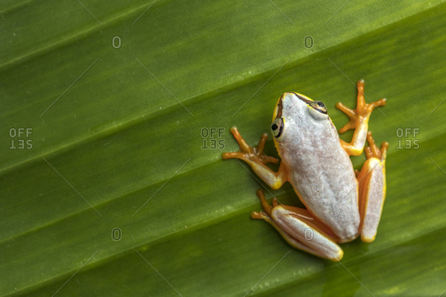 Clear Reed Tree Frog