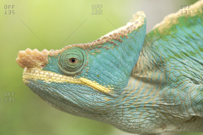 Veiled Chameleon Wallpaper