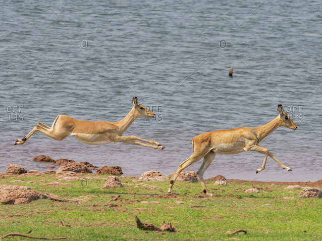 African Impala Jumping