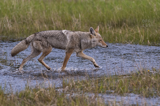 Images Of Coyotes Running