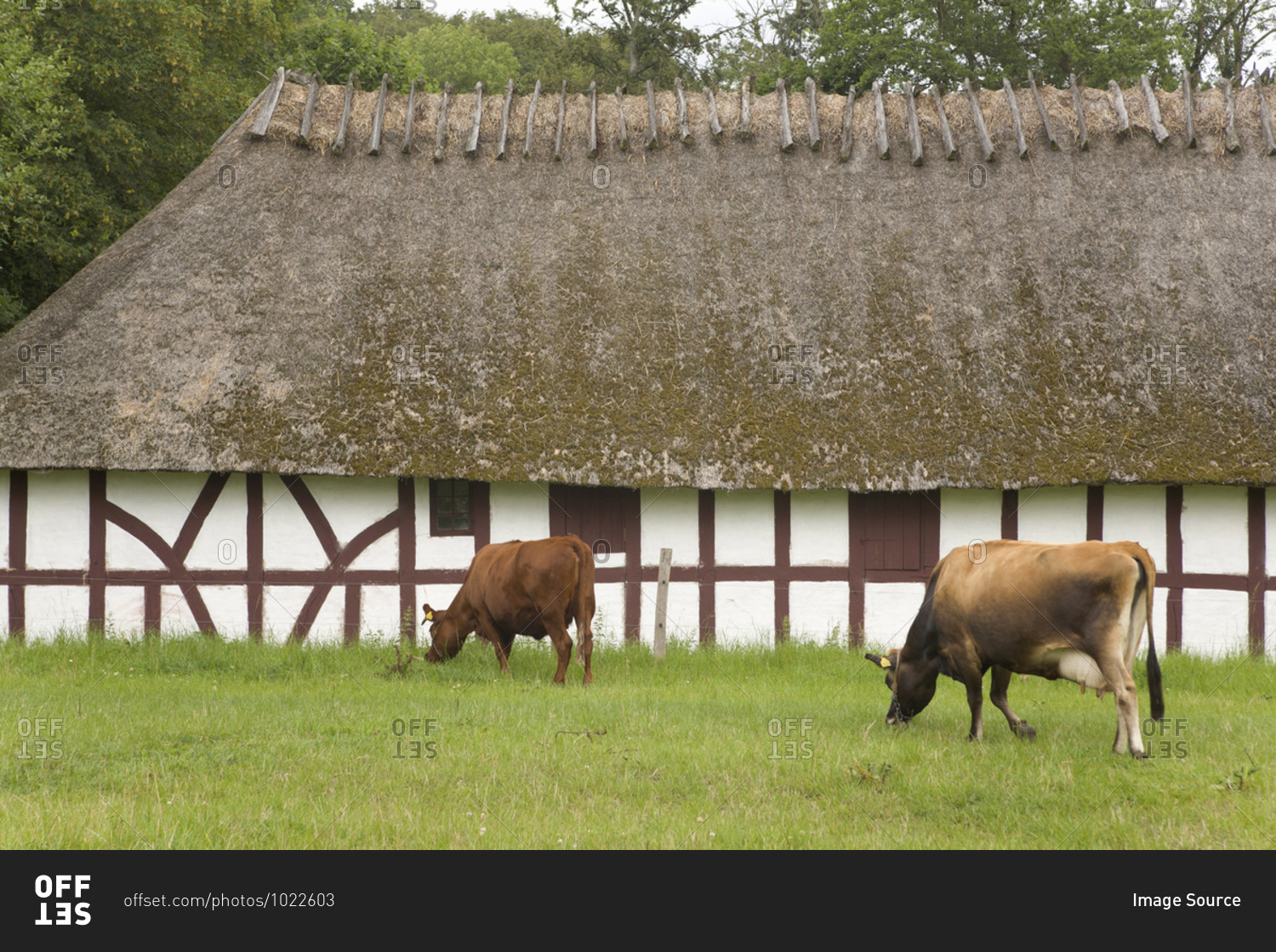 Organic farm and garden in Funen Ethnographic Village, Odense, Denmark ...