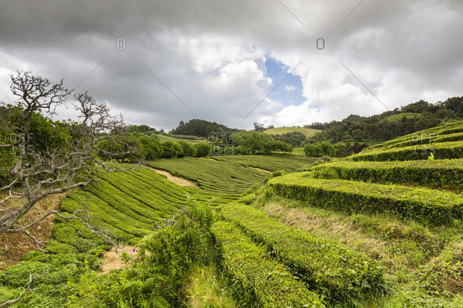 Tea Plantation, rows of tea plants - Stock Image - Everypixel