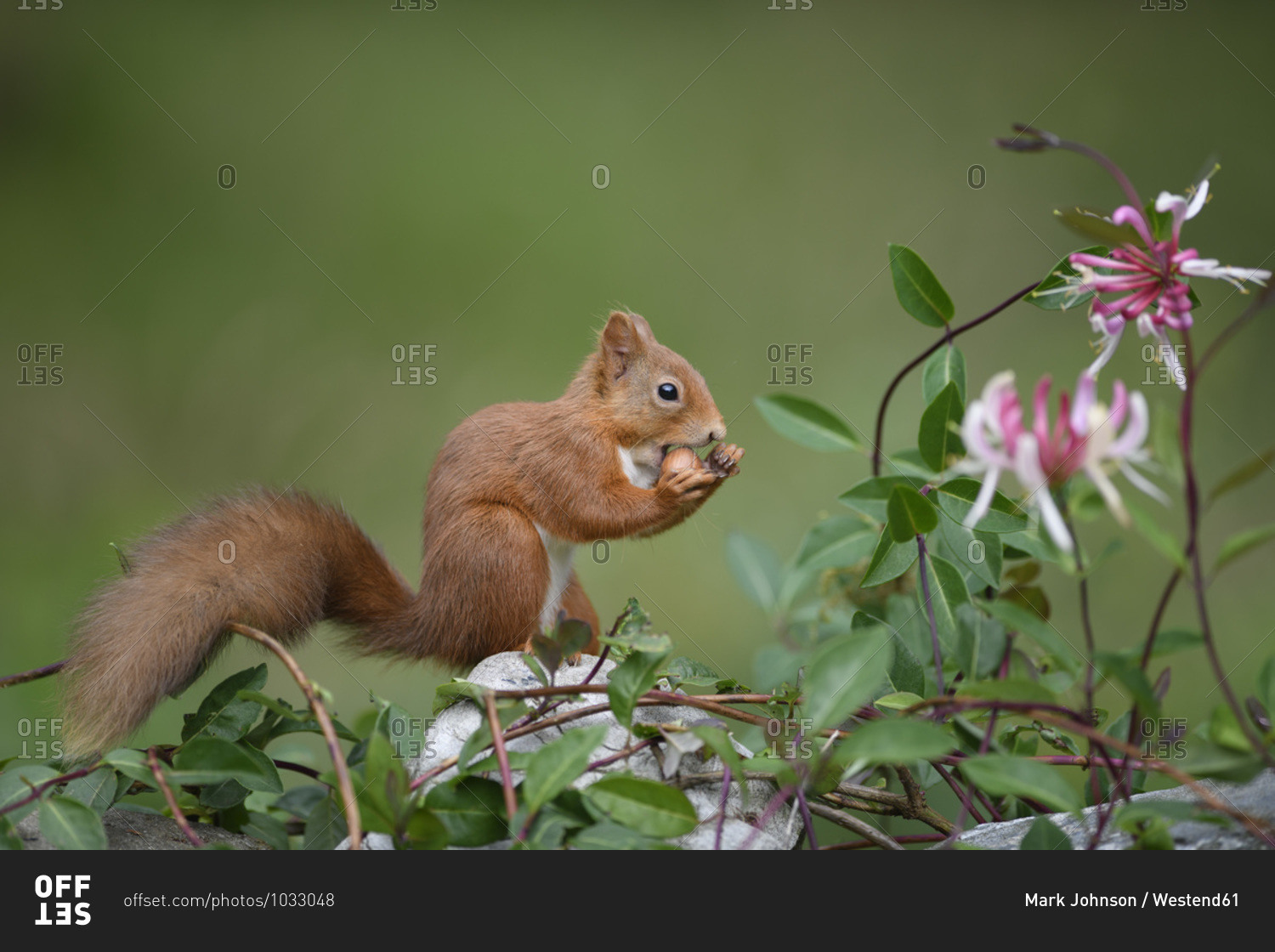Portrait of Eurasian red squirrel (Sciurus vulgaris) feeding on nut ...