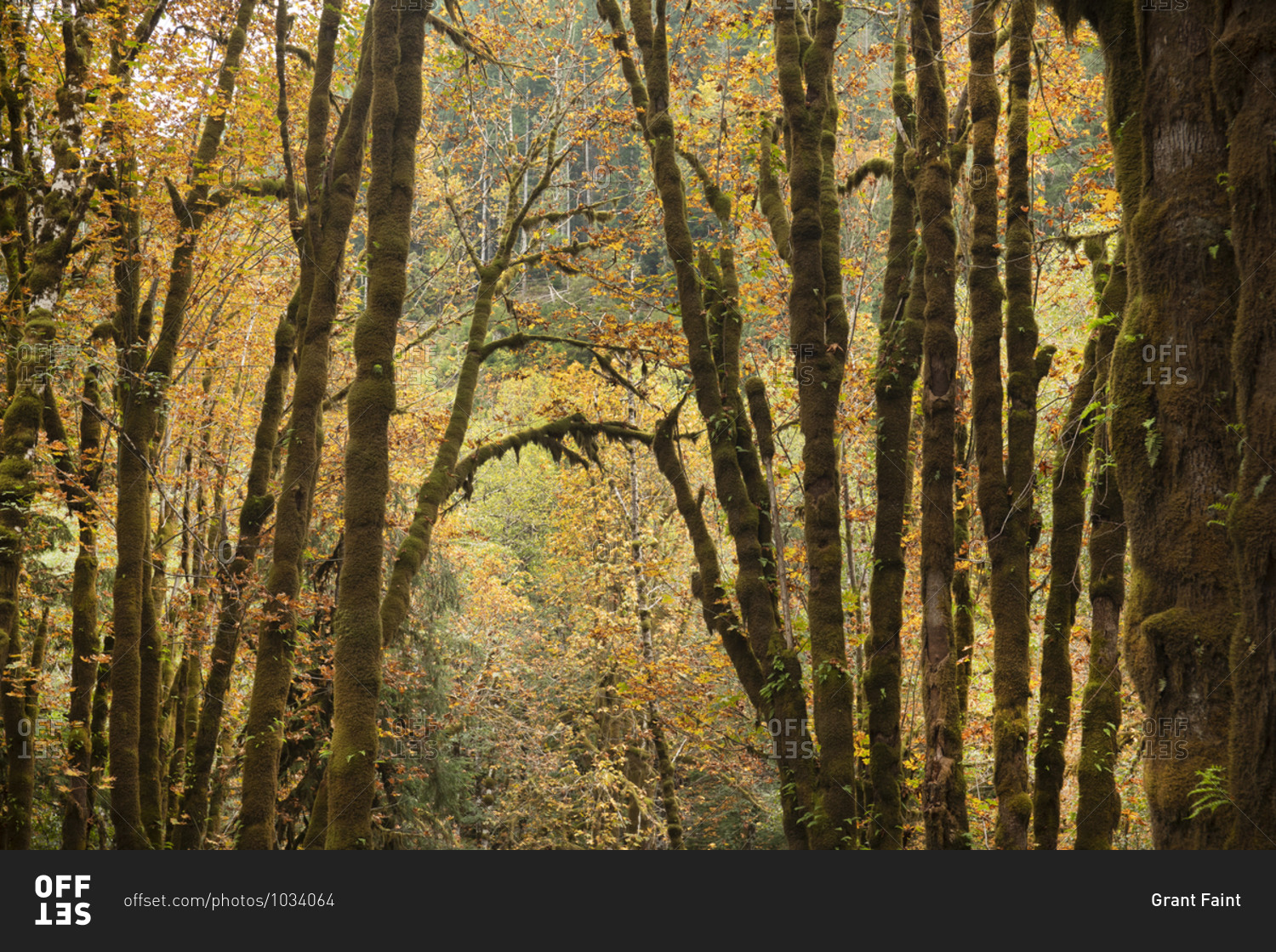 Dense rainforest in fall outside Victoria, Vancouver Island, British ...