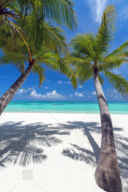 Palm Trees On The Beach Vertical