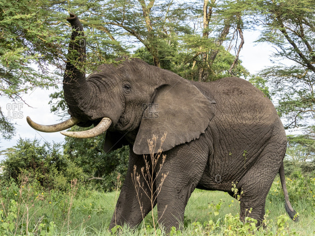 African Bush Elephant
