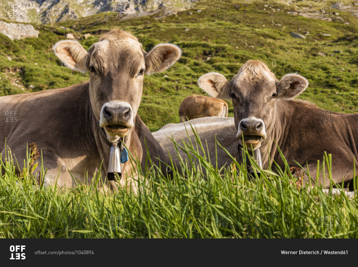 Portrait of two cows relaxing in grass stock photo - OFFSET