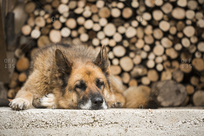 Sad German Shepherd Puppy