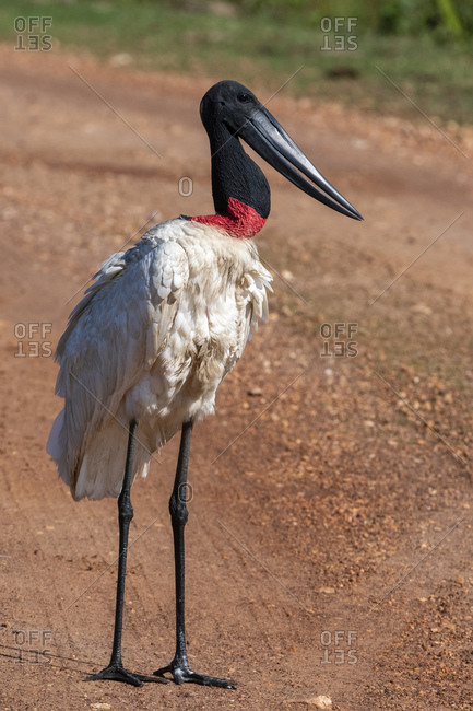 Jabiru Stork Baby