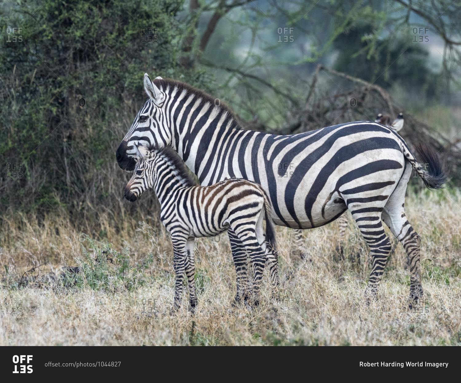 Plains zebra (Equus quagga), mother and colt, Serengeti National Park ...