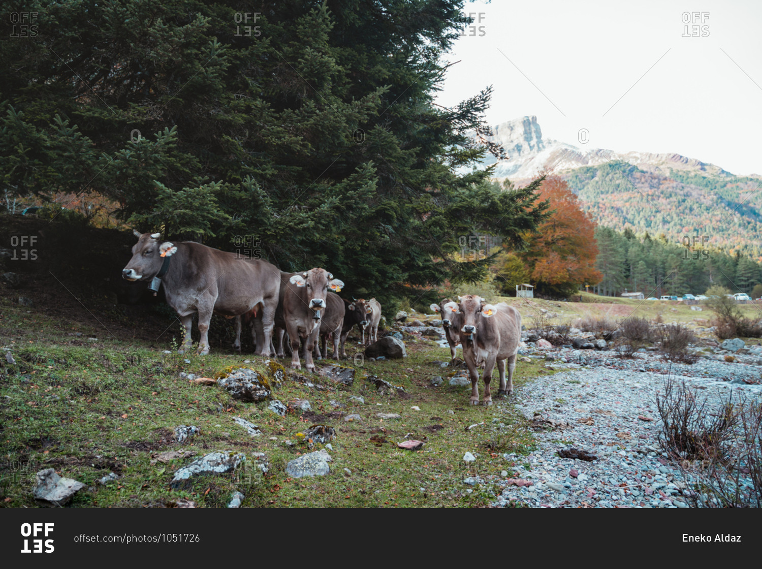 Group of brown cows staring straight ahead beneath a pine tree next to ...