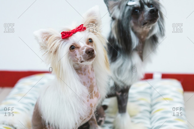 Cute Chinese Crested Dog