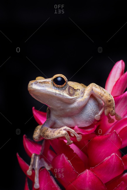 Pink Tree Frog