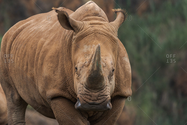 White Rhinoceros Face