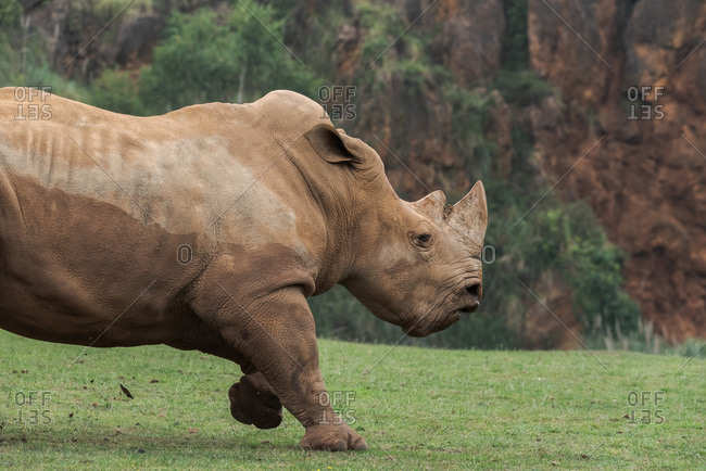Rhino Side View