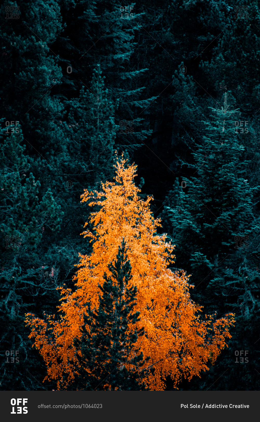 From above drone view of dense forest with bright colorful foliage ...