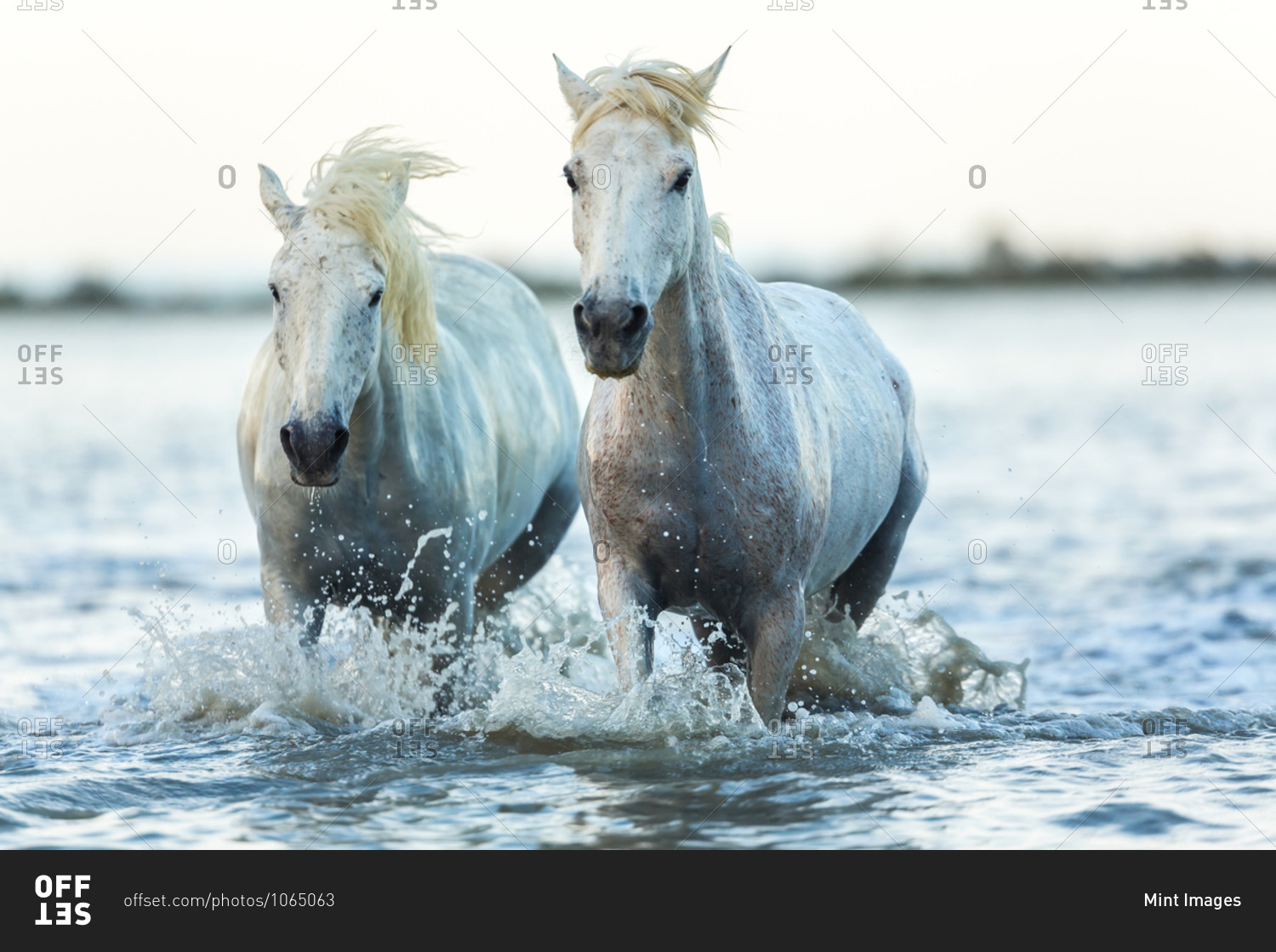 Two White Horses Together