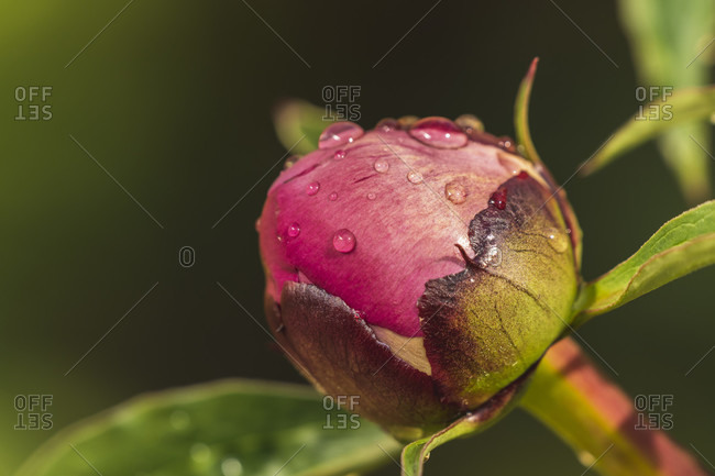 Water Drop On Flower