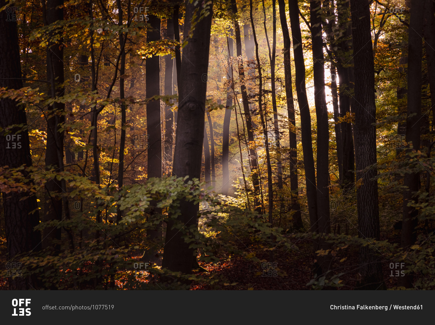Autumn trees in forest during sunset- Bavaria- Europe- Germany - Stock ...