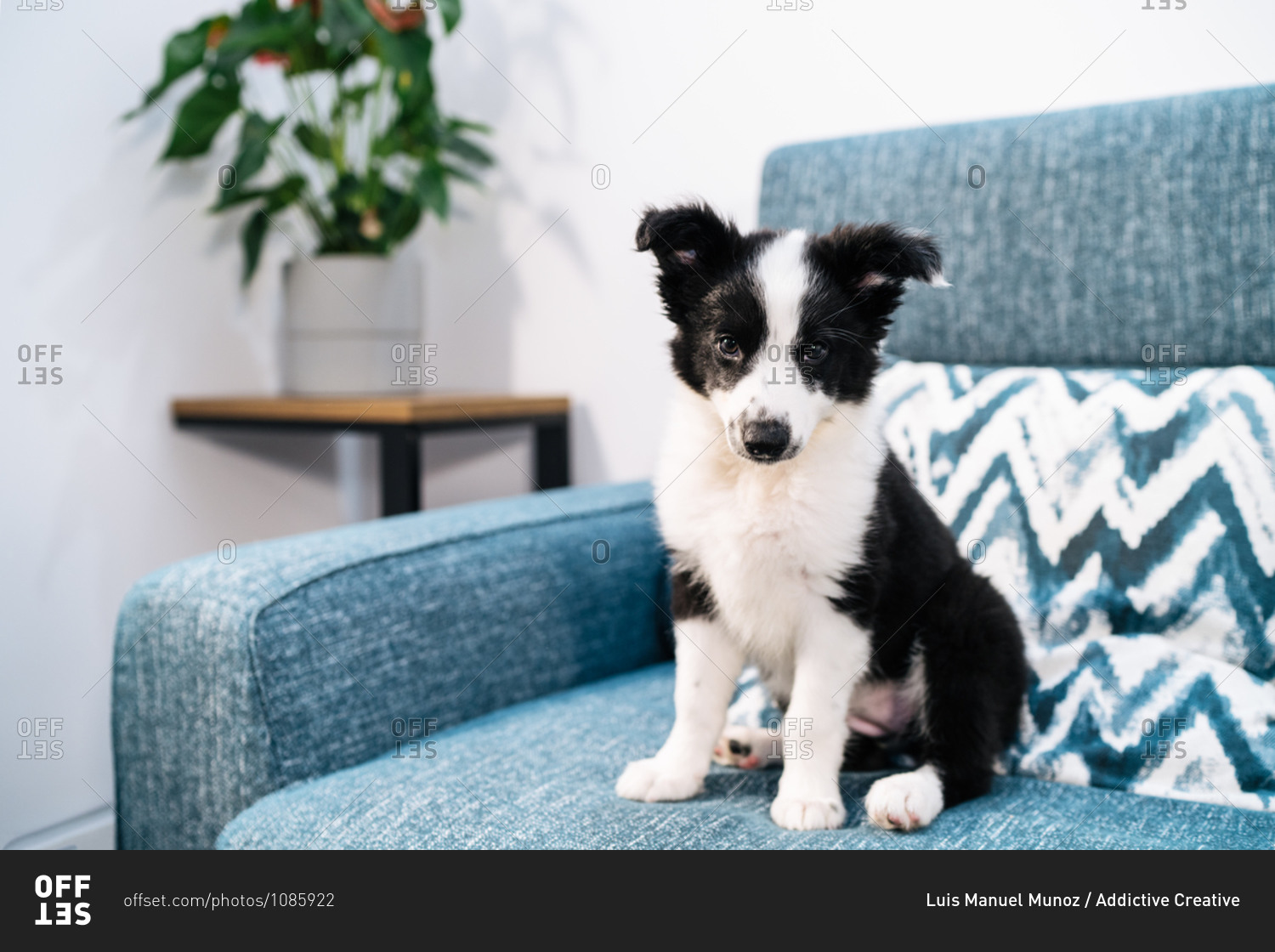 Pitbull Border Collie Puppies