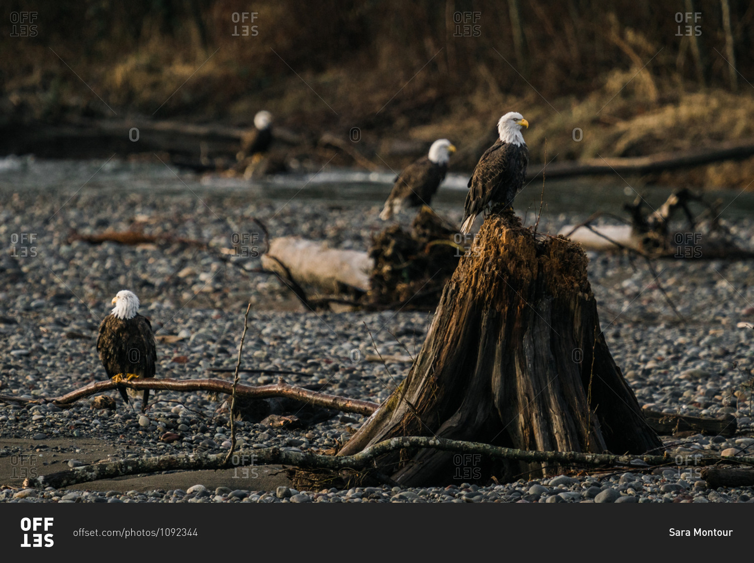 Bald eagle perched on a tree stump on the Nooksack River in rural ...