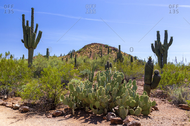 Gobi Desert Cactus