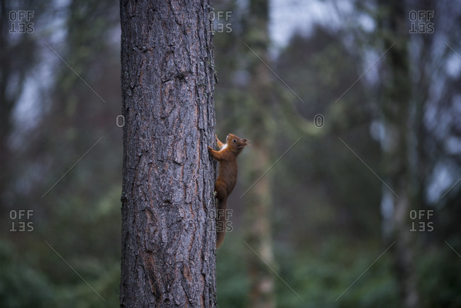 Squirrel Climbing Down Tree