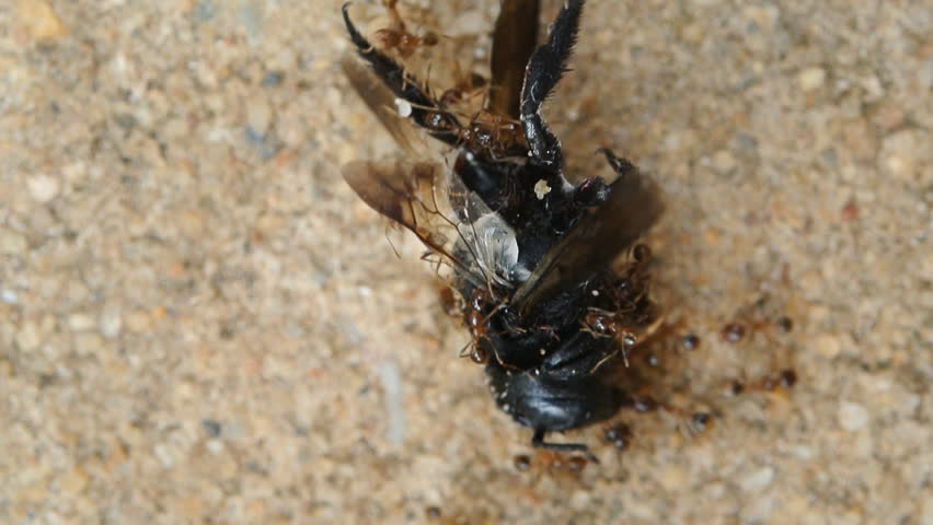 Ants Eating Dead Insect Stock Footage Video (100% Royalty-free ...