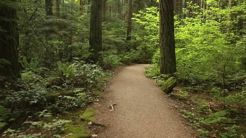 Pacific Spirit Park Trail Vancouver Forest Stock Footage Video (100% ...