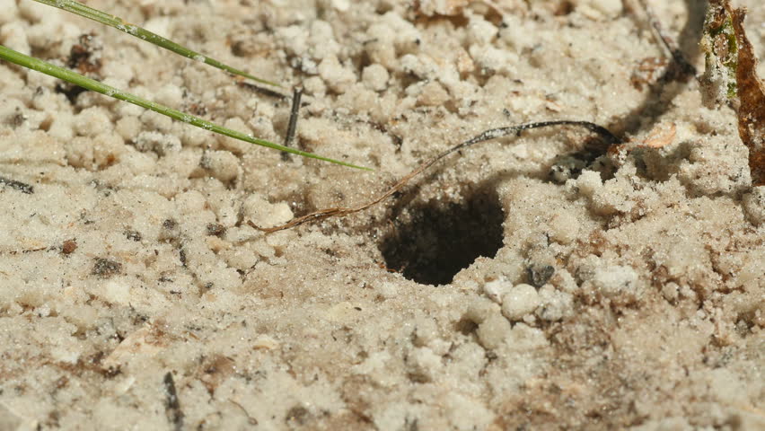 Sand fiddler crab -- Uca pugilator image - Free stock photo - Public ...