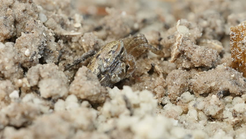 Sand fiddler crab -- Uca pugilator image - Free stock photo - Public ...