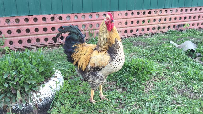 Beautiful, Yellow and Black Rooster Stock Footage Video (100% Royalty ...