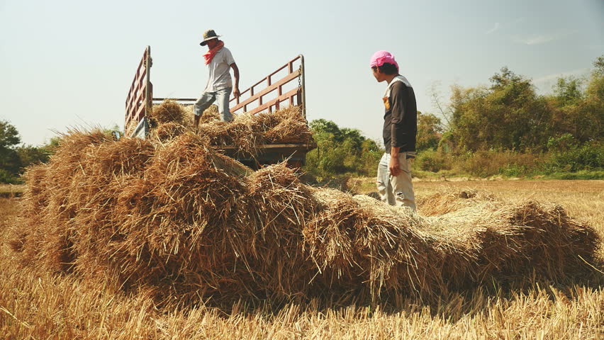 Farmers Loading Bundles of Rice Stock Footage Video (100% Royalty-free ...