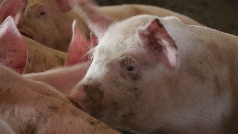 4k Lovely Pink Pigs Barn 3 Stock Footage Video (100% Royalty-free ...