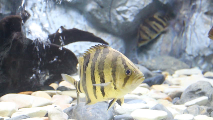 siamese tiger fish datnioides pulcher Stock Footage Video (100% Royalty ...