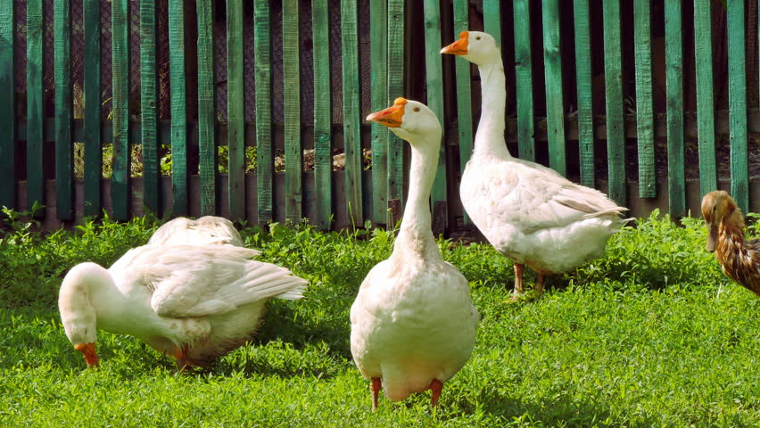 ultra hd 4 k flock geese Stock Footage Video (100% Royalty-free ...