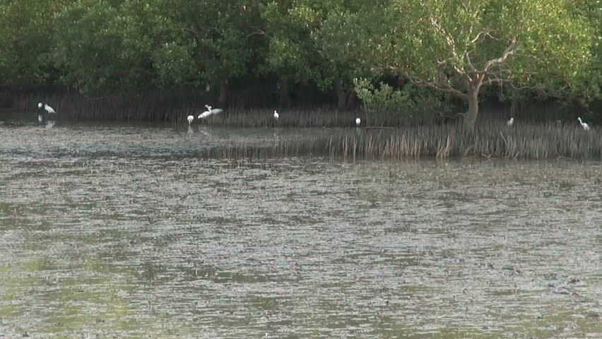 Mangrove Coast Line. the Mangrove Stock Footage Video (100% Royalty ...