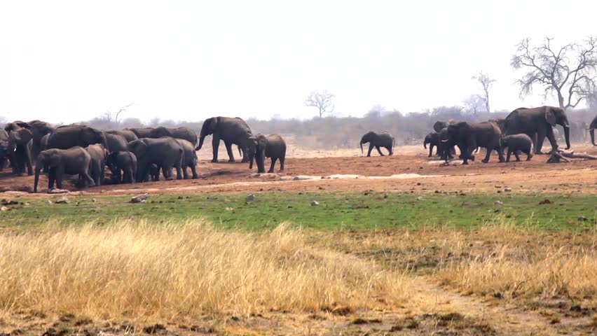 african elephants crowd namibia Stock Footage Video (100% Royalty-free ...