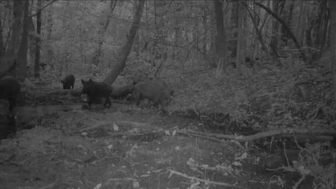 Wild boar night Stock Video Footage - 4K and HD Video Clips | Shutterstock