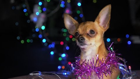 cute jack russell dog crystal covered Stock Footage Video (100% Royalty ...
