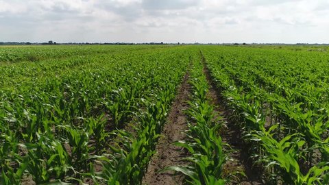 Ginger Zingiber Officinale Intercropping Maize Zea Stock Photo ...