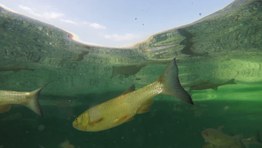 lake full trout fish group swimming Stock Footage Video (100% Royalty ...