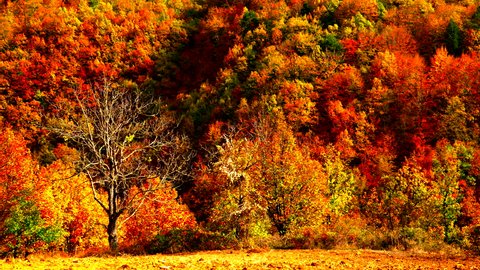 Autumn Fall Colorful Golden Orange Trees Stock Footage Video (100% ...