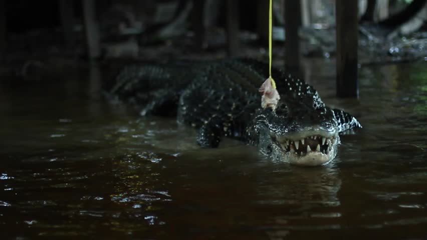 black caiman amazon rainforest bolivia Stock Footage Video (100% ...
