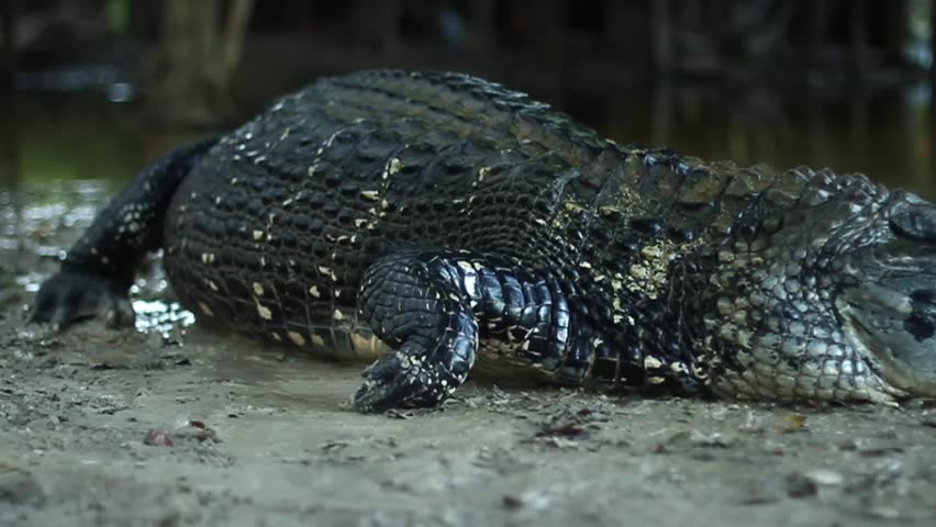 black caiman amazon rainforest bolivia Stock Footage Video (100% ...