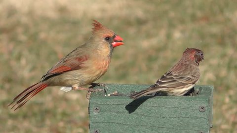 Mr Mrs Cardinal On Branch Stock Photo (Edit Now) 112398884