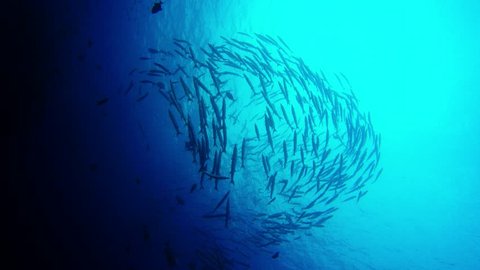 barracudas turning underwater vortex barracuda fish Stock Footage Video ...