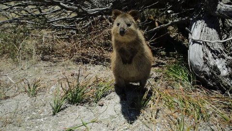 123 Quokka Stock Video Footage - 4K and HD Video Clips | Shutterstock