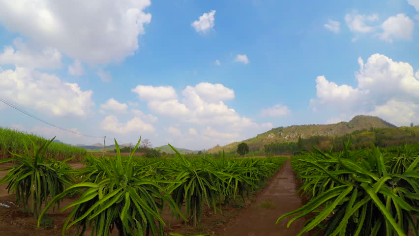 Time Lapse Landscape Pitaya Farm Pak Stock Footage Video 100 Royalty Free 1006724479
